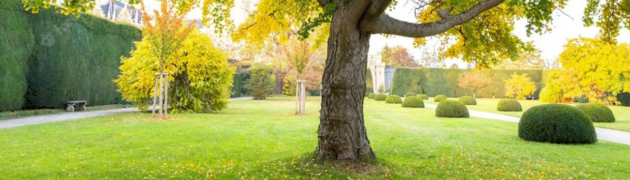 Formations en Arboriculture et Entretien des Espaces Verts : Acquérez ...